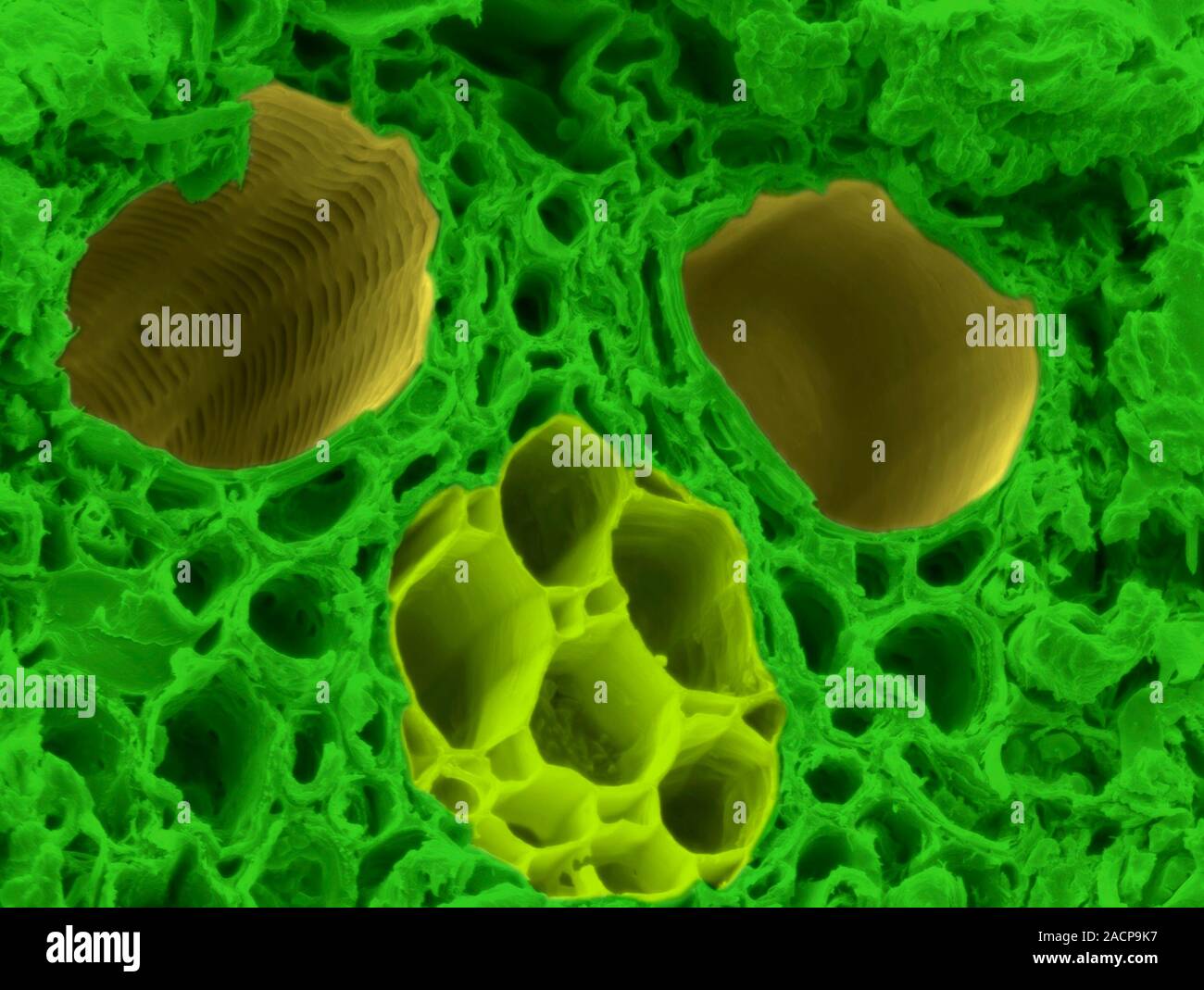 Bamboo stem. Coloured environmental scanning electron micrograph (ESEM ...