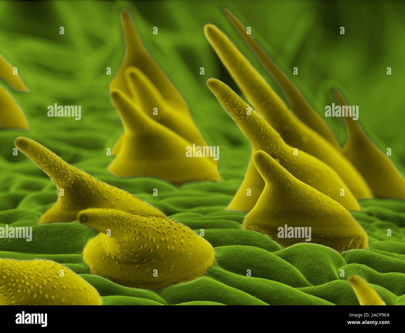 Cannabis leaf trichomes. Coloured environmental scanning electron ...