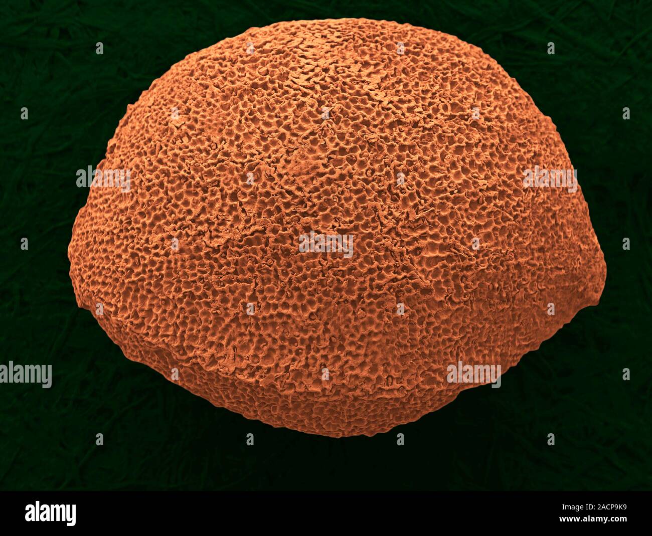Dodder (Cuscuta sp.) sede, coloured environmental scanning electron ...