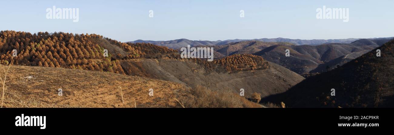 remains of a forest fire Stock Photo - Alamy