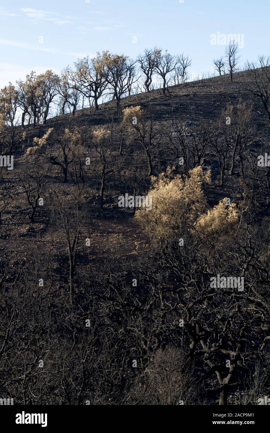 Portuguese forest fire hi-res stock photography and images - Alamy
