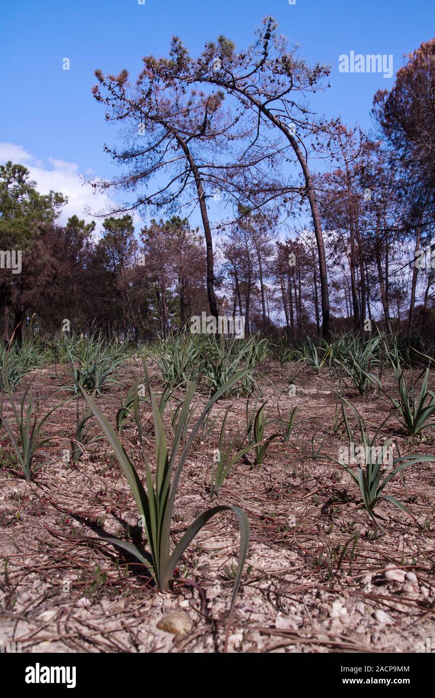burned pine trees Stock Photo - Alamy