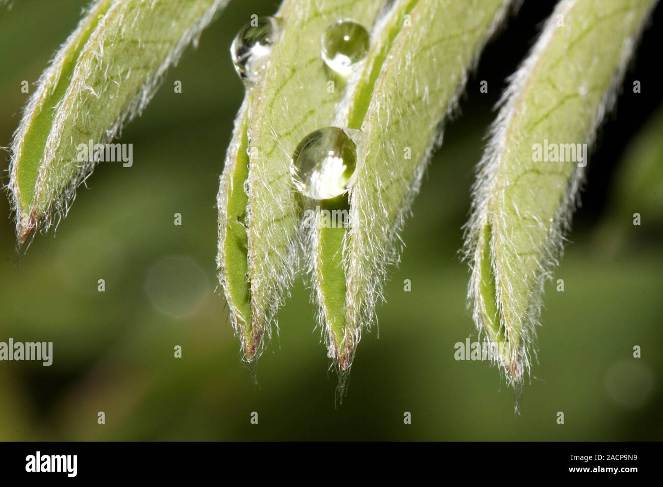 droplets of water Stock Photo - Alamy