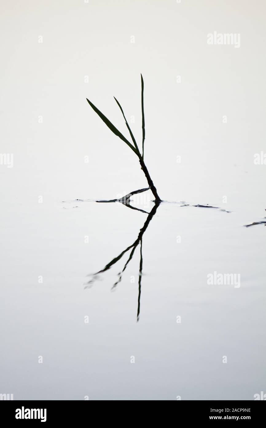 River vegetation hi-res stock photography and images - Alamy