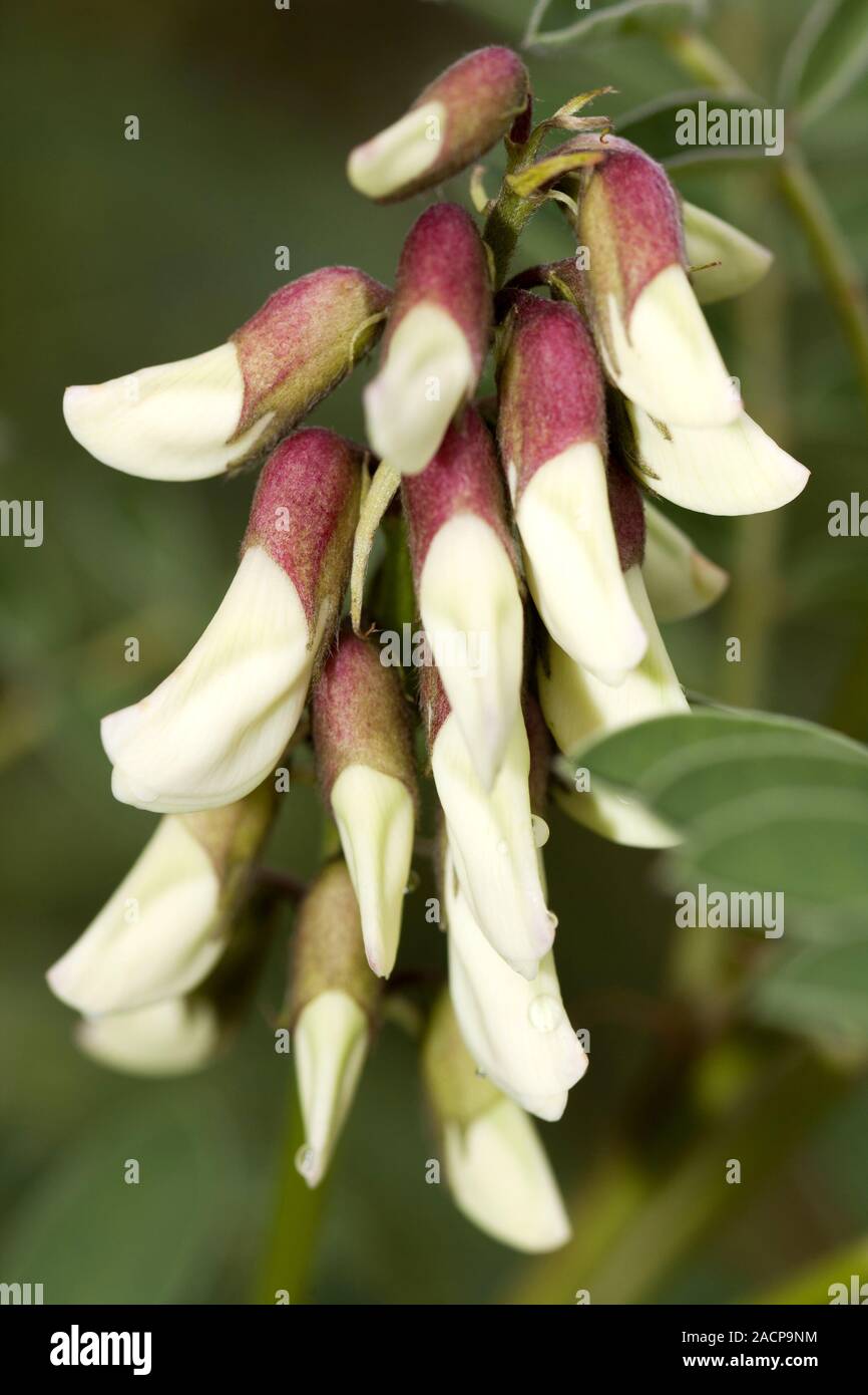 Milk vetch hi-res stock photography and images - Alamy