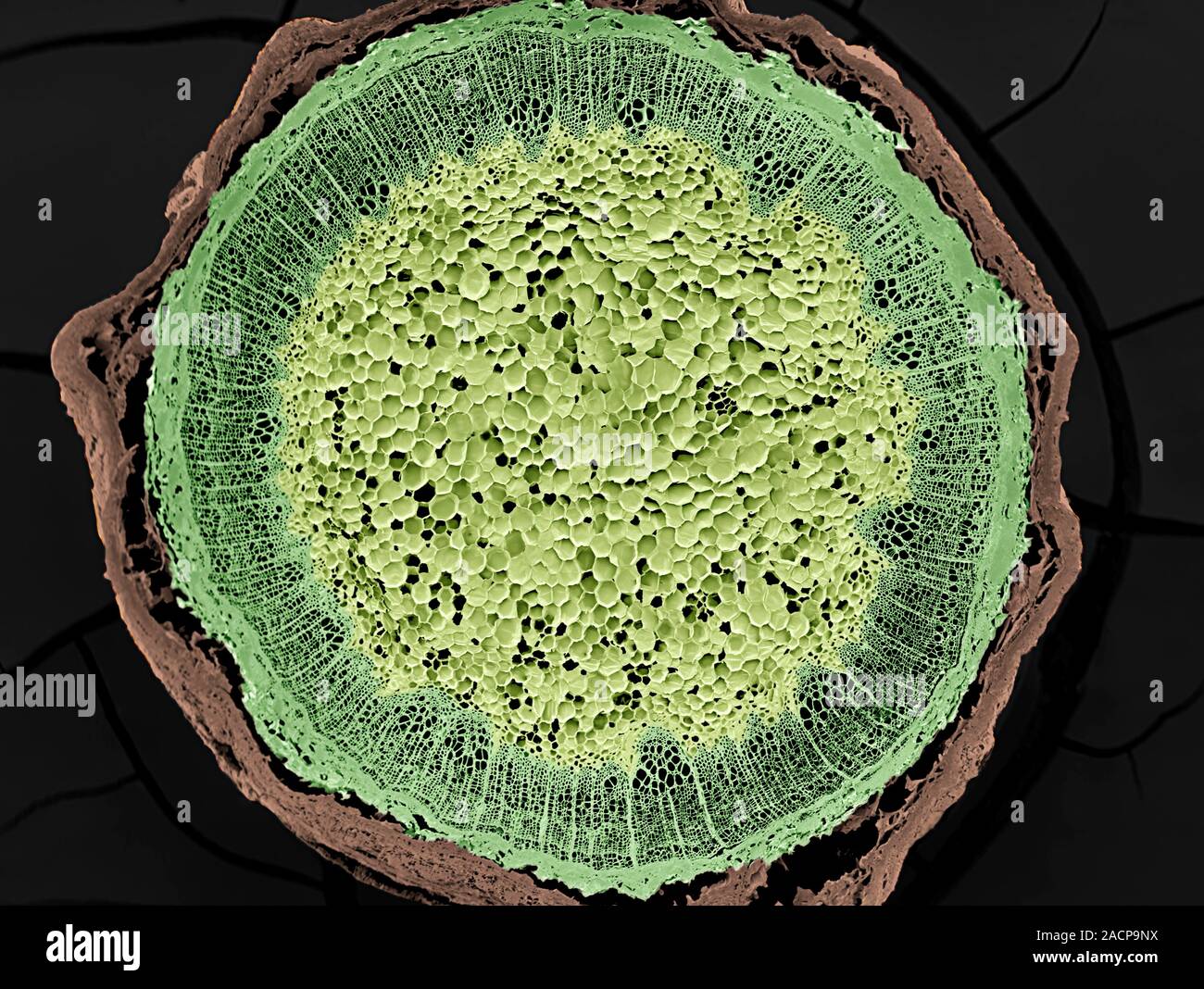 Magnolia stem. Coloured environmental scanning electron micrograph ...