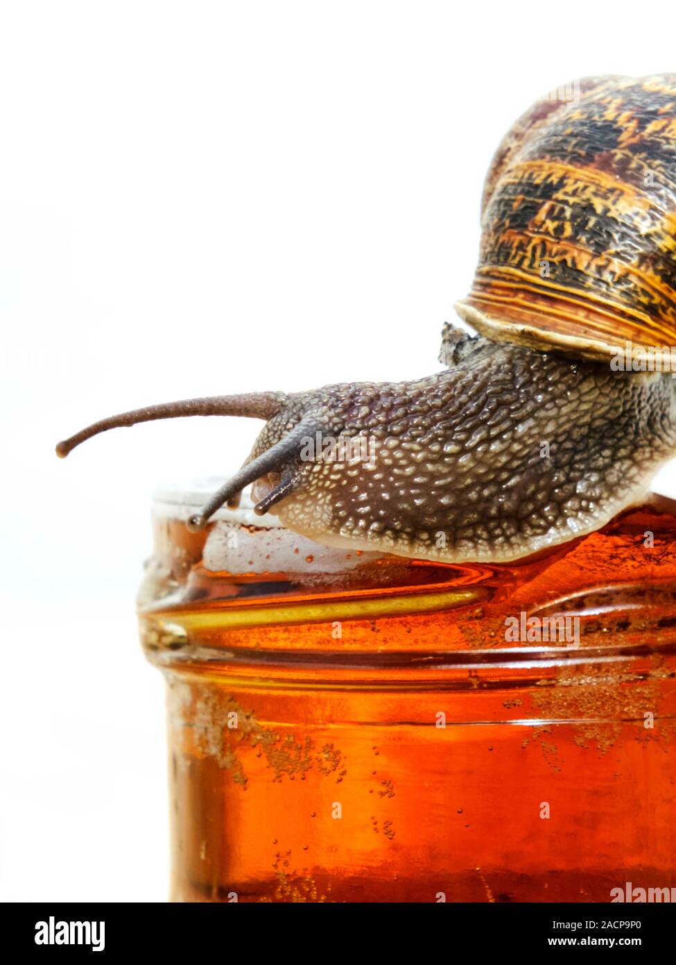 Garden snail (Helix aspersa) on the rim of a jar filled with beer ...