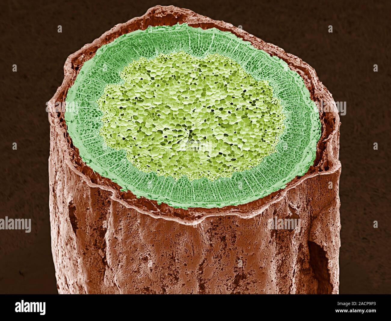 Magnolia stem. Coloured environmental scanning electron micrograph ...