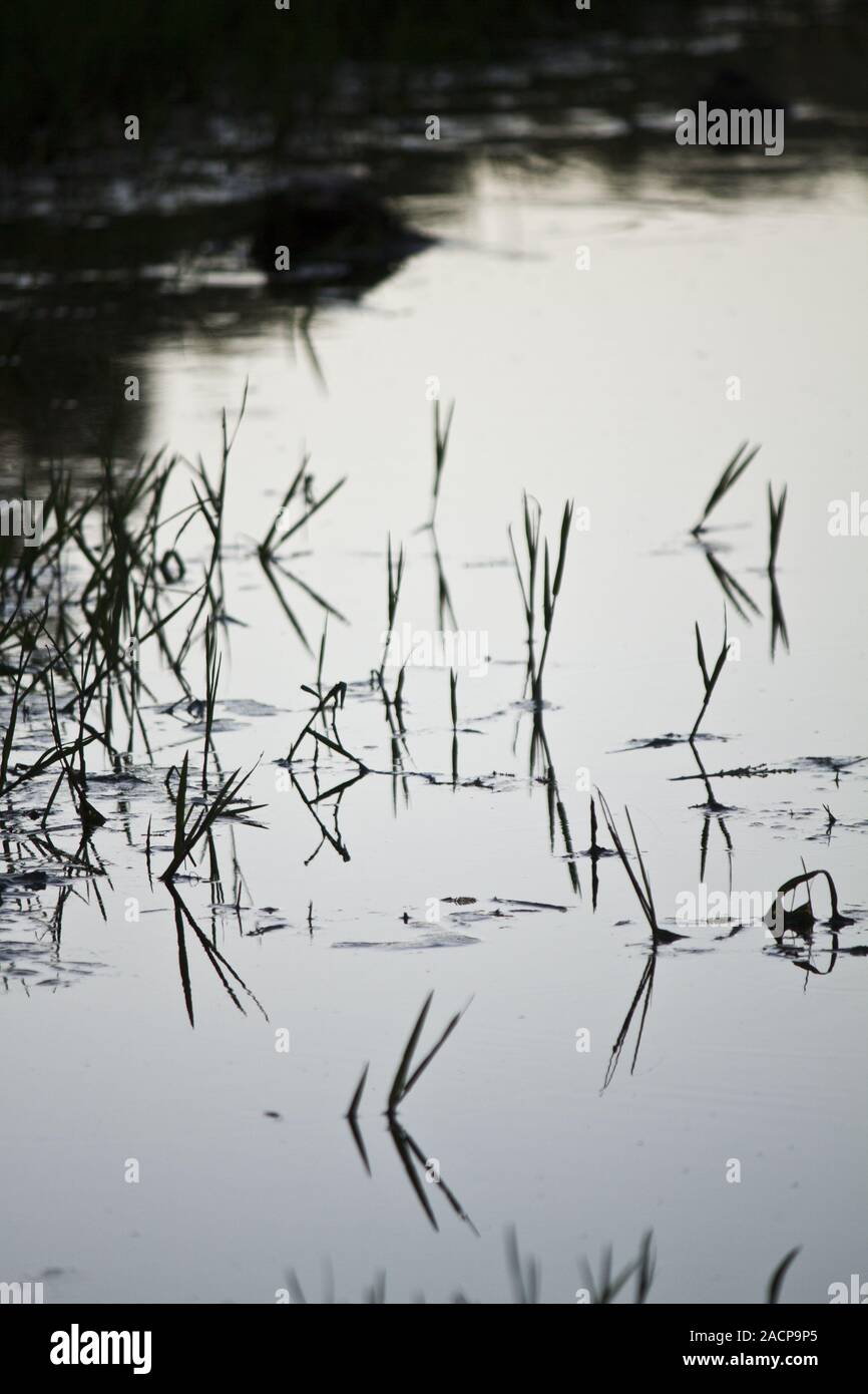 River vegetation hi-res stock photography and images - Alamy