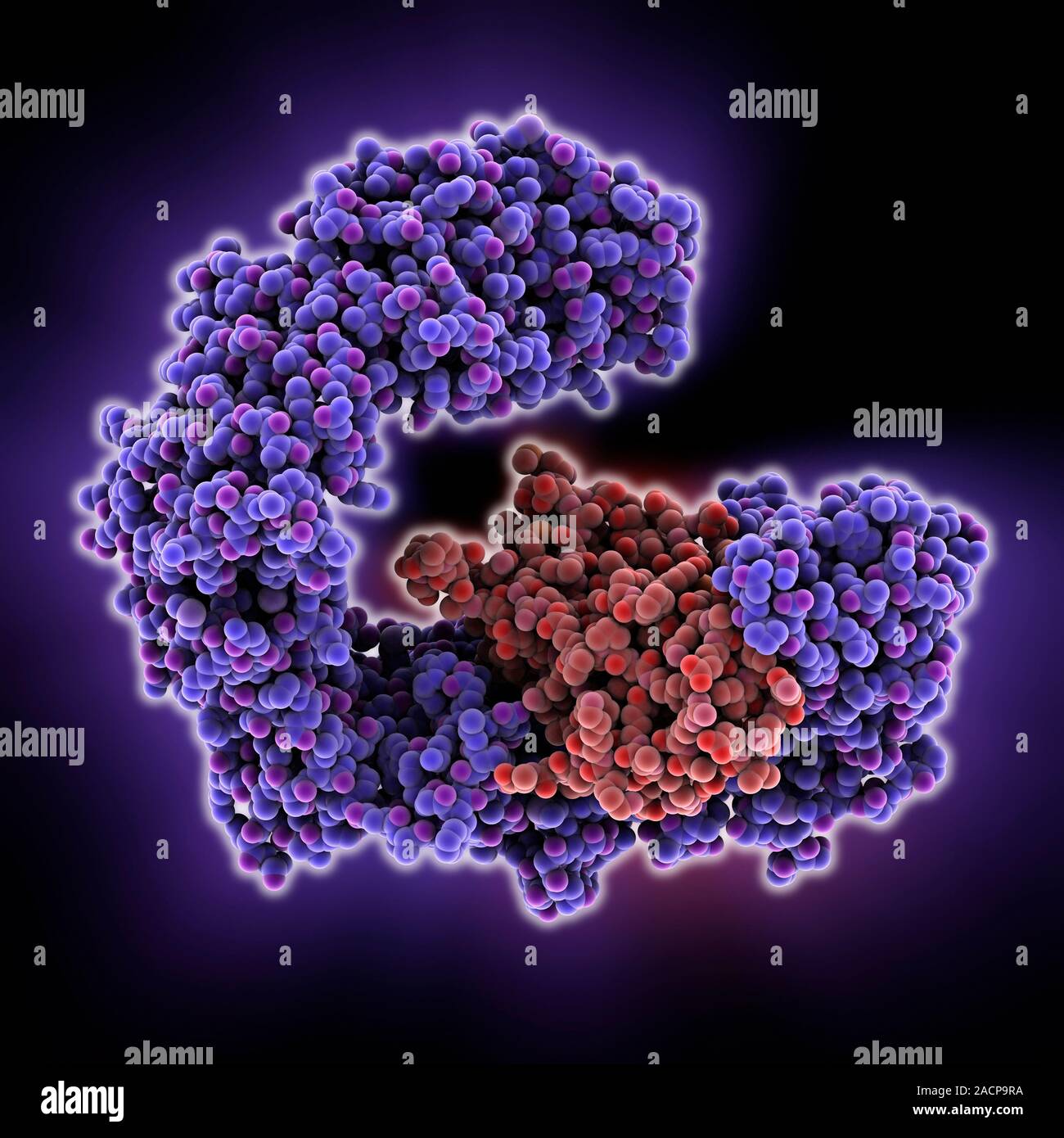 Importin protein complexed with enzyme, molecular model. Human ...