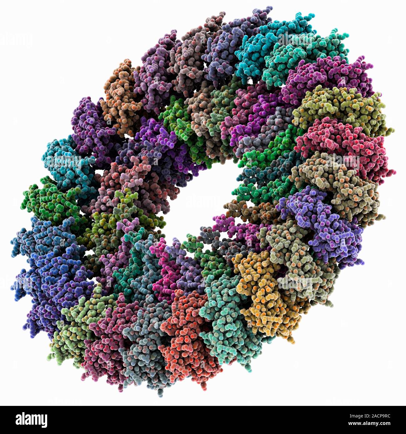 Bacterial needle complex protein rings, molecular model. These protein ...