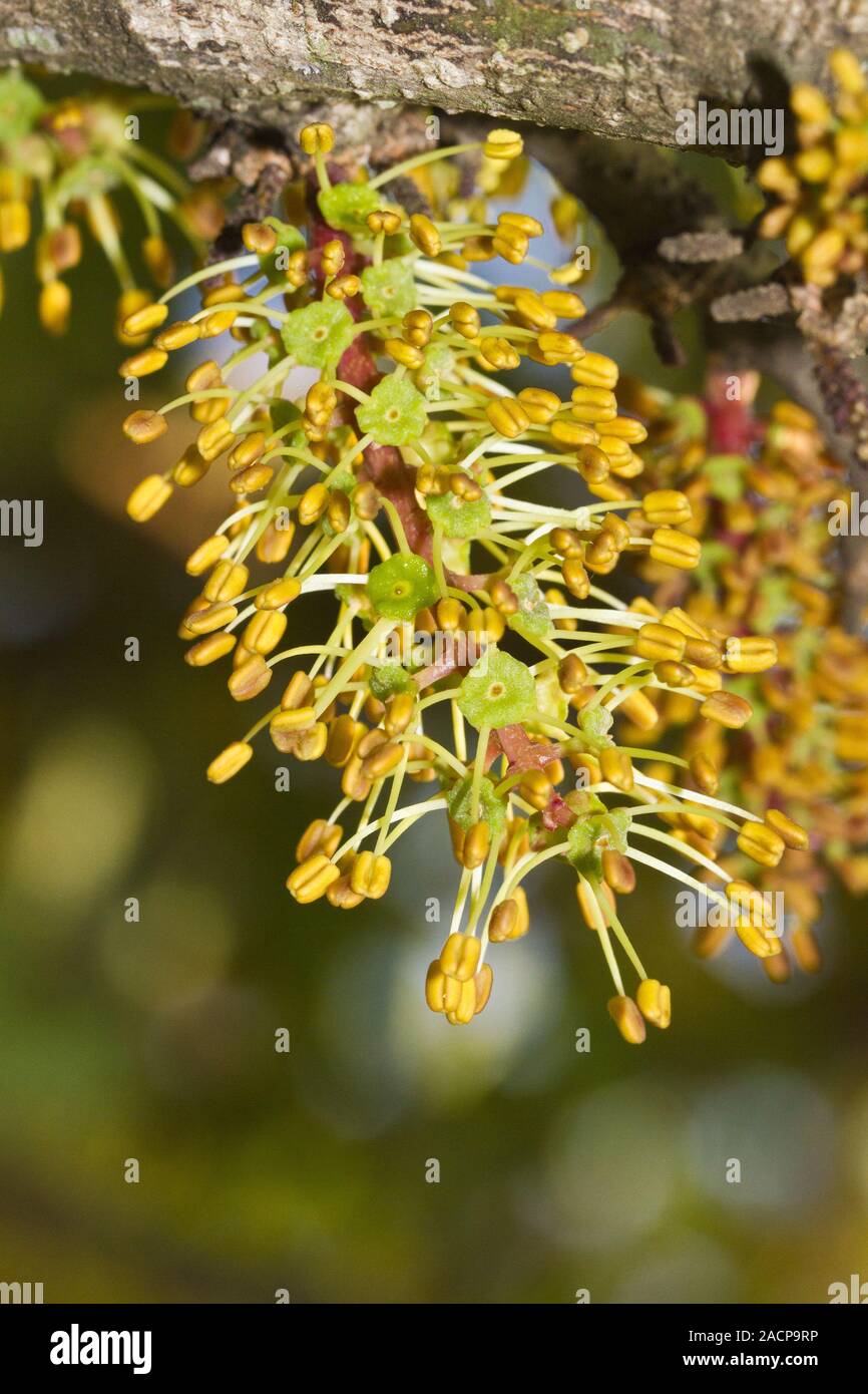 blossom flowers of the carob tree Stock Photo - Alamy