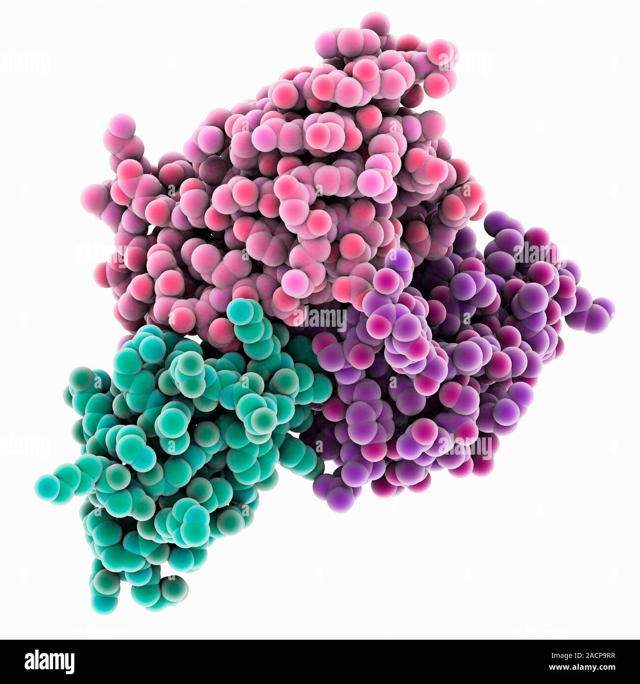 Scorpion toxin bound to antibody, molecular model. The toxin is Cn2 ...