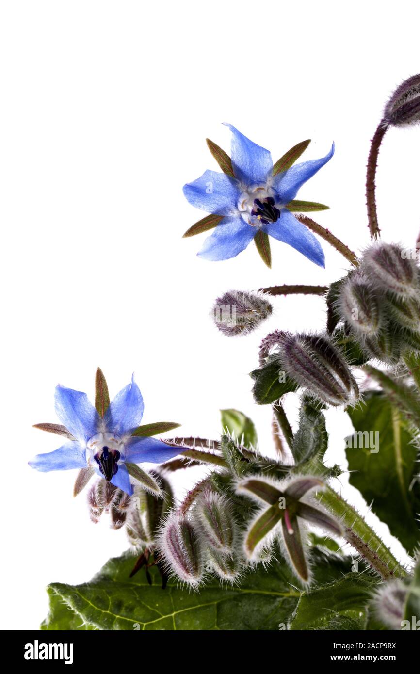 Borage leaves hi-res stock photography and images - Alamy