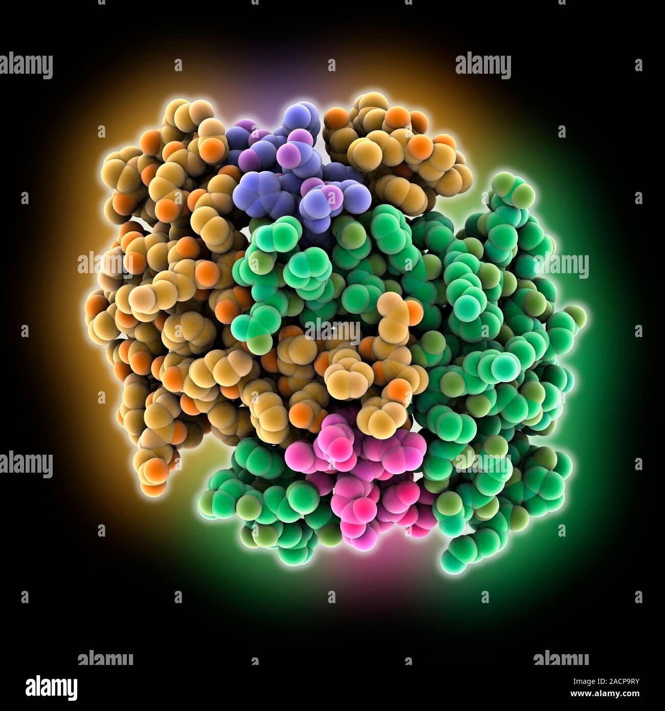 P11-annexin II complex. Molecular model of the protein p11, also known ...