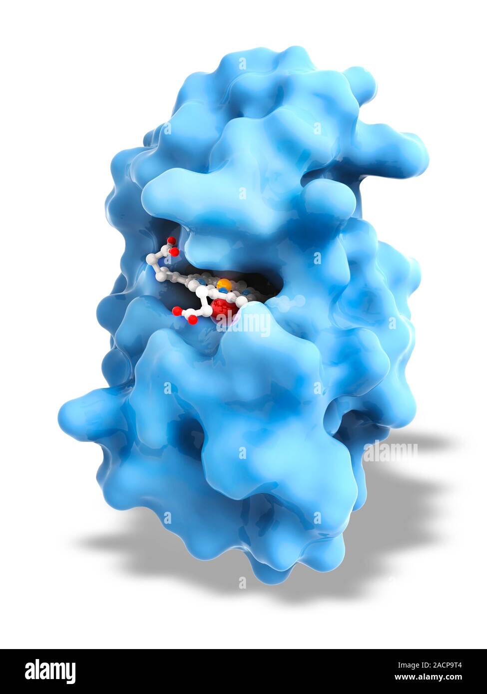 Myoglobin molecule. Computer model showing the structure of a myoglobin ...