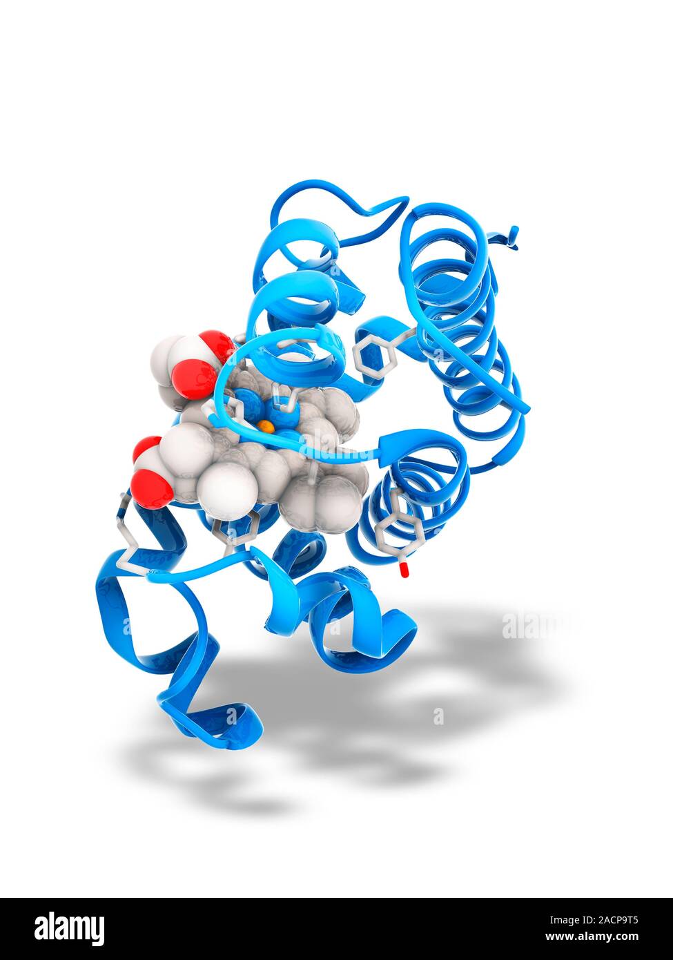 Myoglobin molecule. Computer model showing the structure of a myoglobin ...