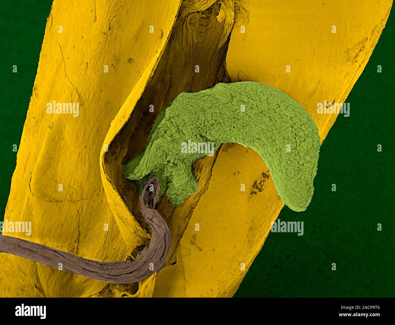 Corn germination. Coloured environmental scanning electron micrograph ...