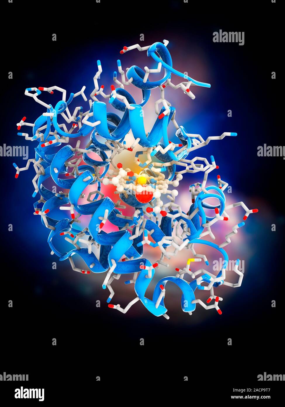 Myoglobin molecule. Computer model showing the structure of a myoglobin ...