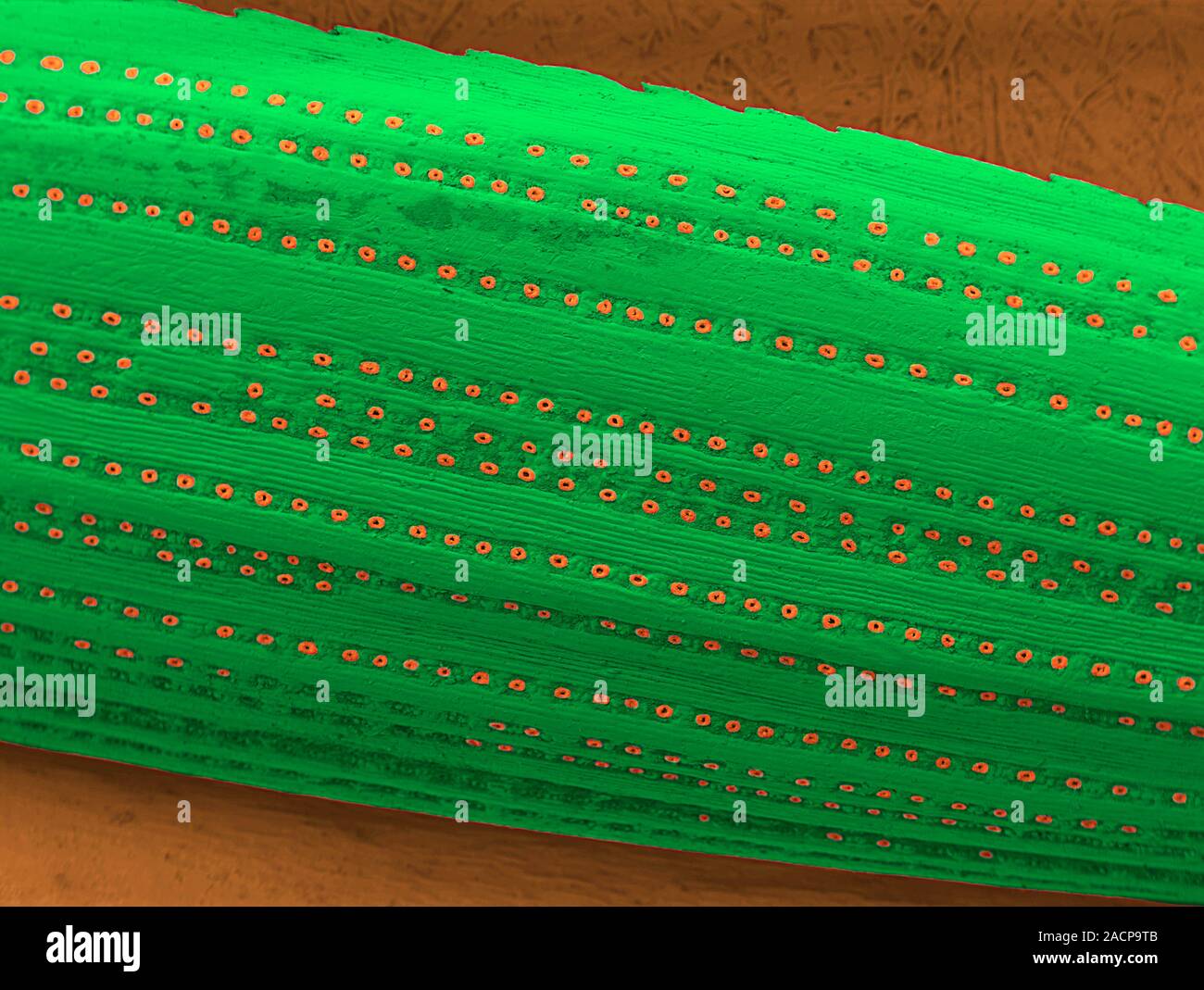 Pine needle surface. Coloured environmental scanning electron ...