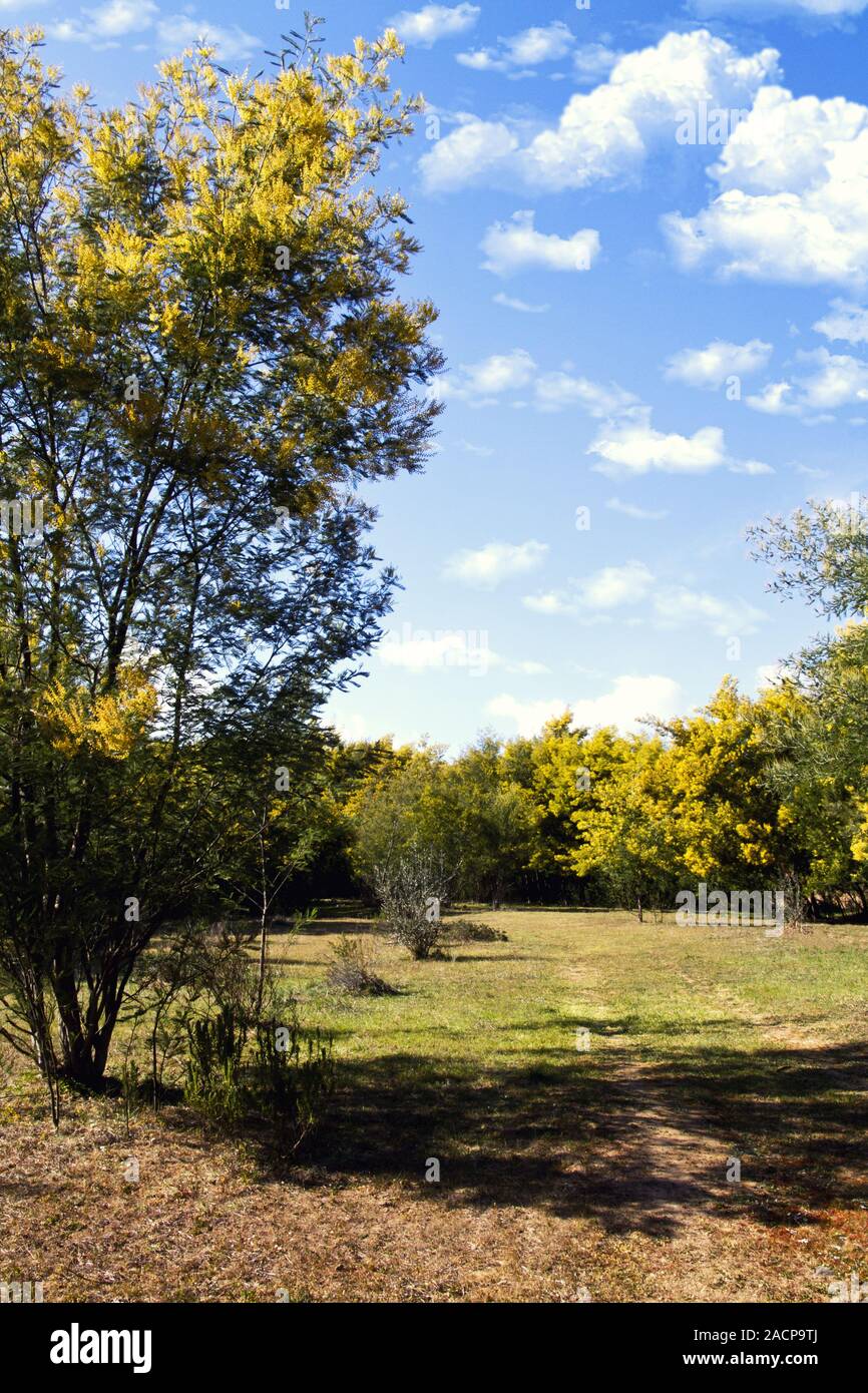 Mimosa trees acacia hi-res stock photography and images - Alamy