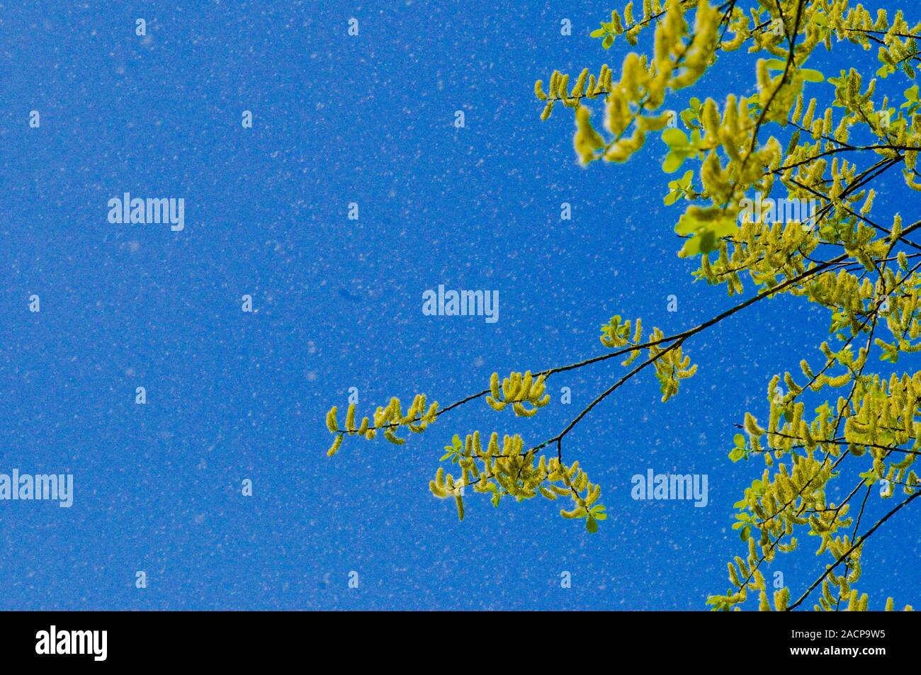 Wind dispersal of pollen. Million of pollen grains being dispersed on ...