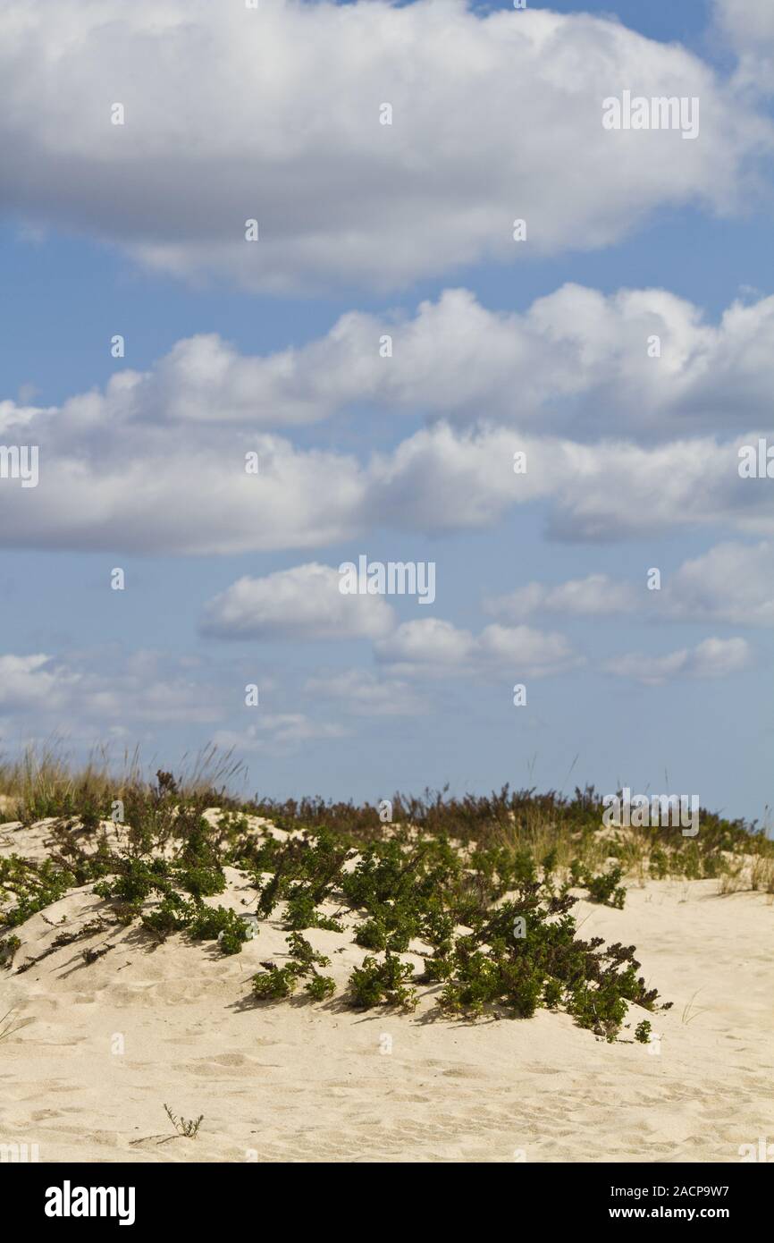 dune flora landscape Stock Photo - Alamy