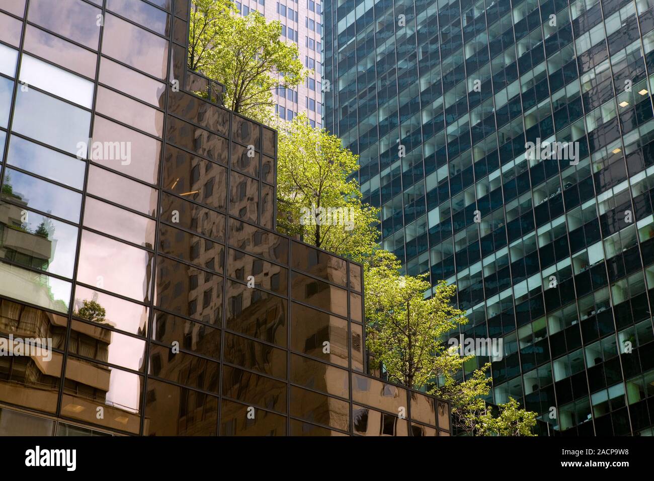 Urban landscaping. Trees growing on a skyscraper Stock Photo - Alamy