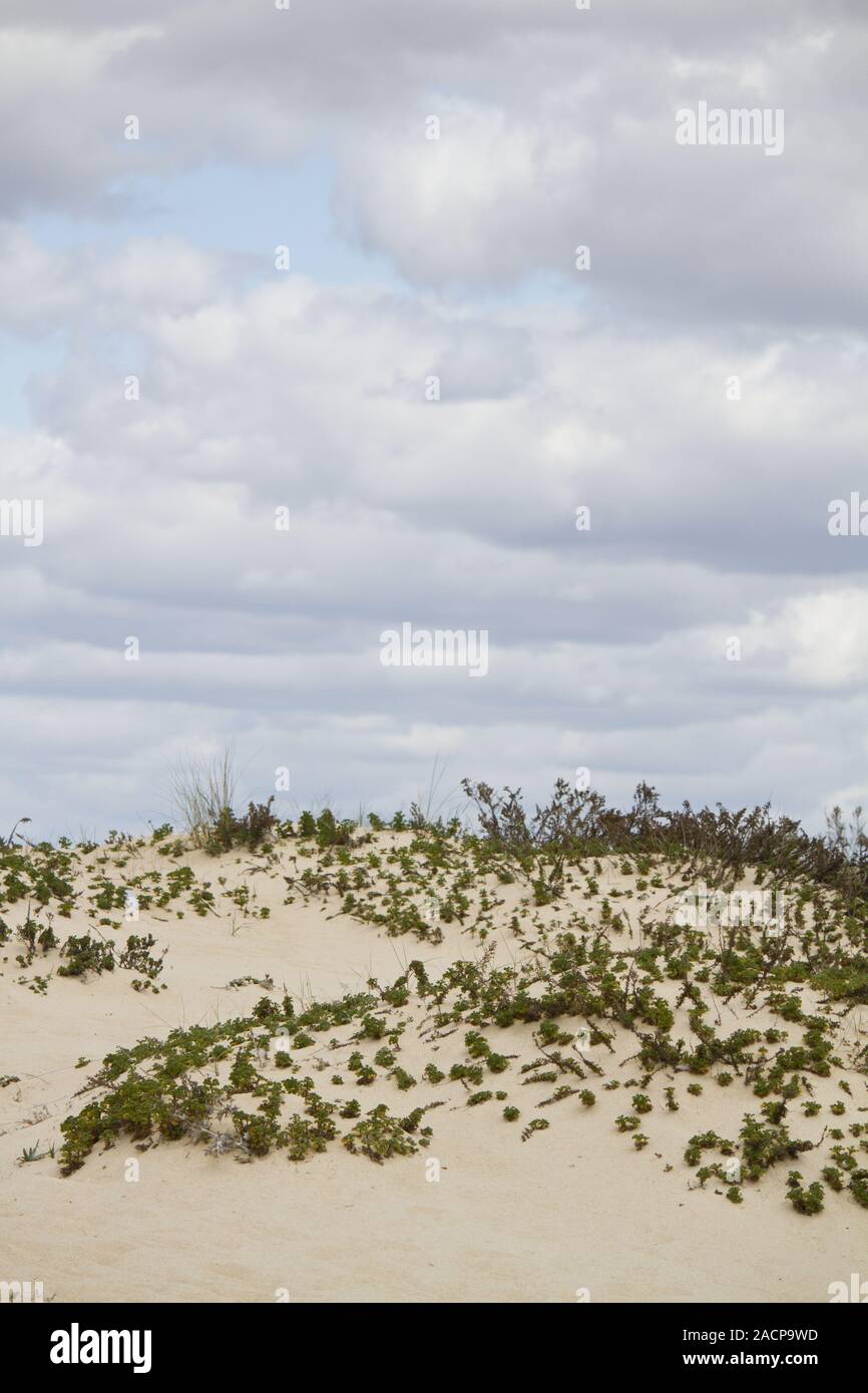 dune flora landscape Stock Photo - Alamy