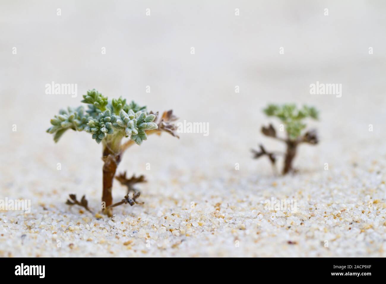 beach dune flora Stock Photo - Alamy