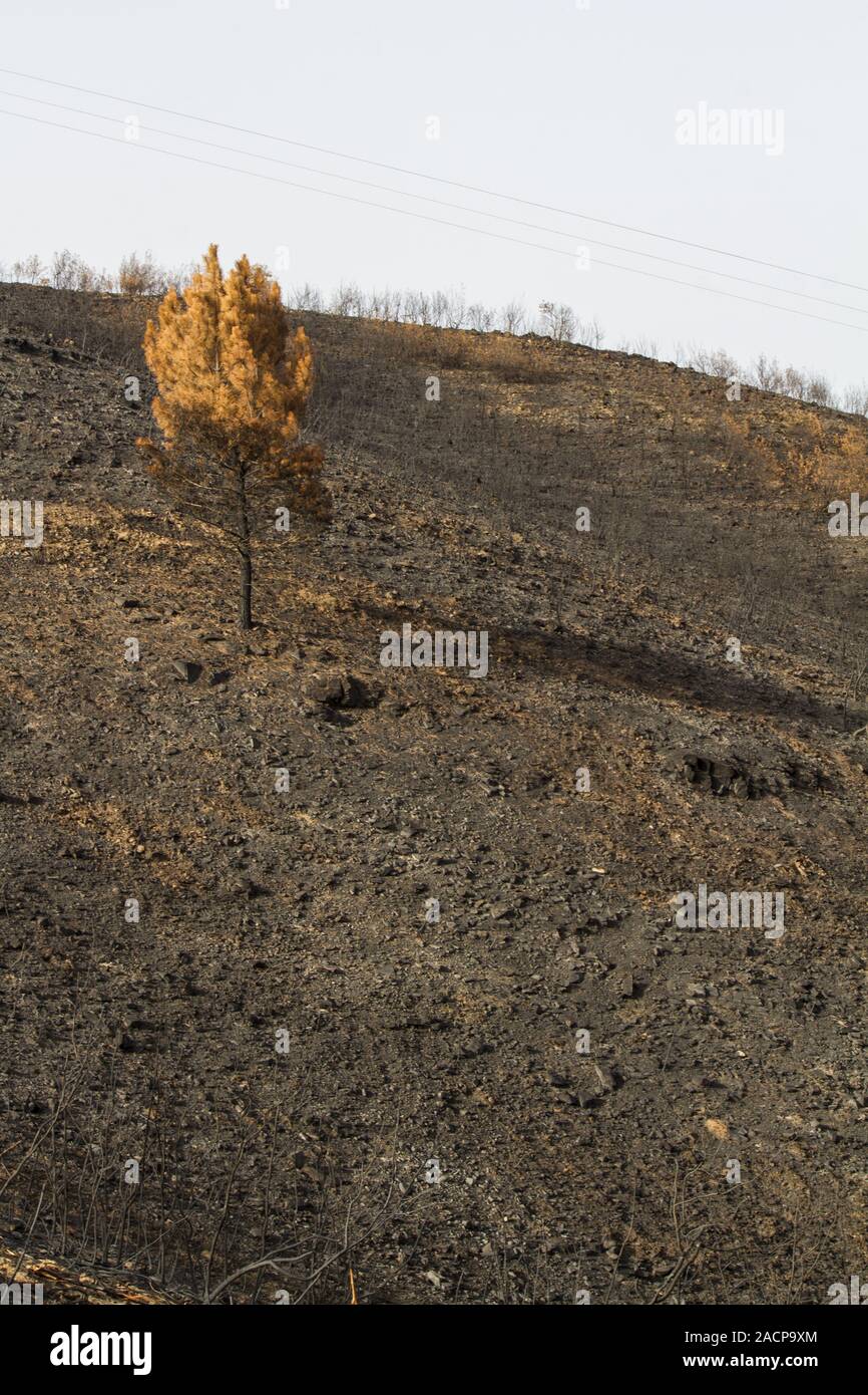 remains of a forest fire Stock Photo - Alamy