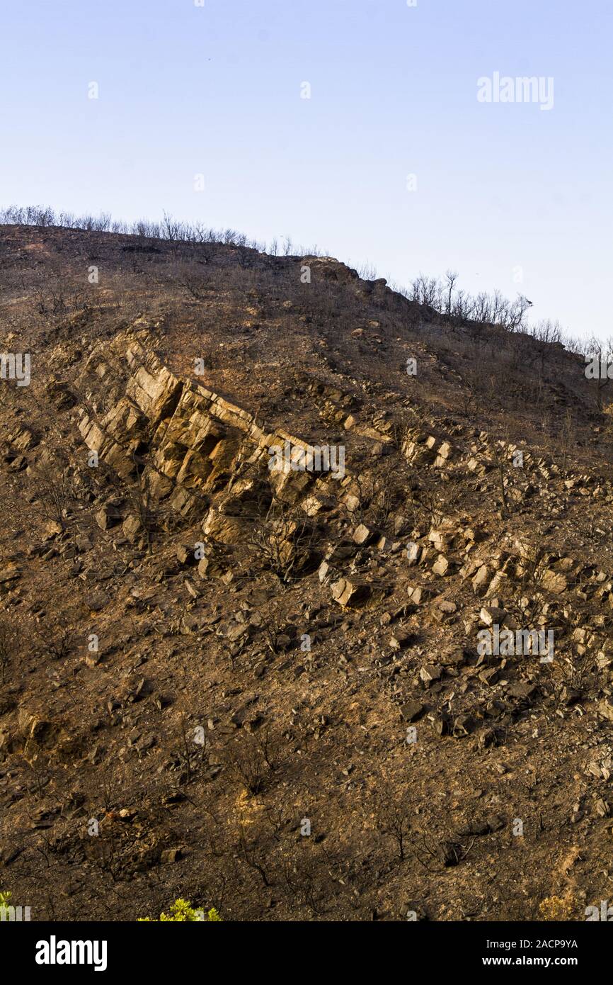 remains of a forest fire Stock Photo - Alamy