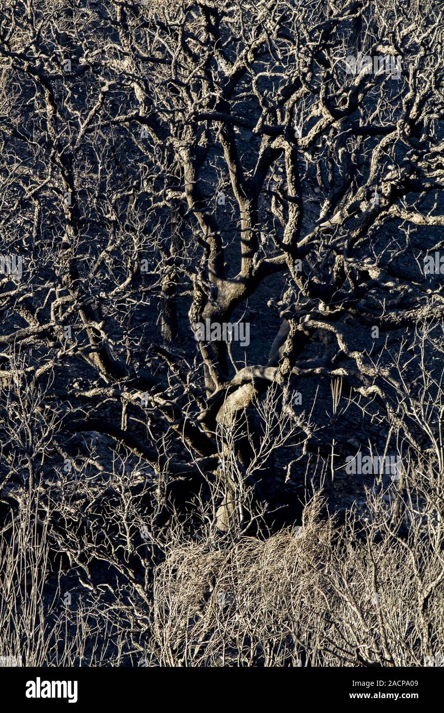 remains of a forest fire Stock Photo - Alamy