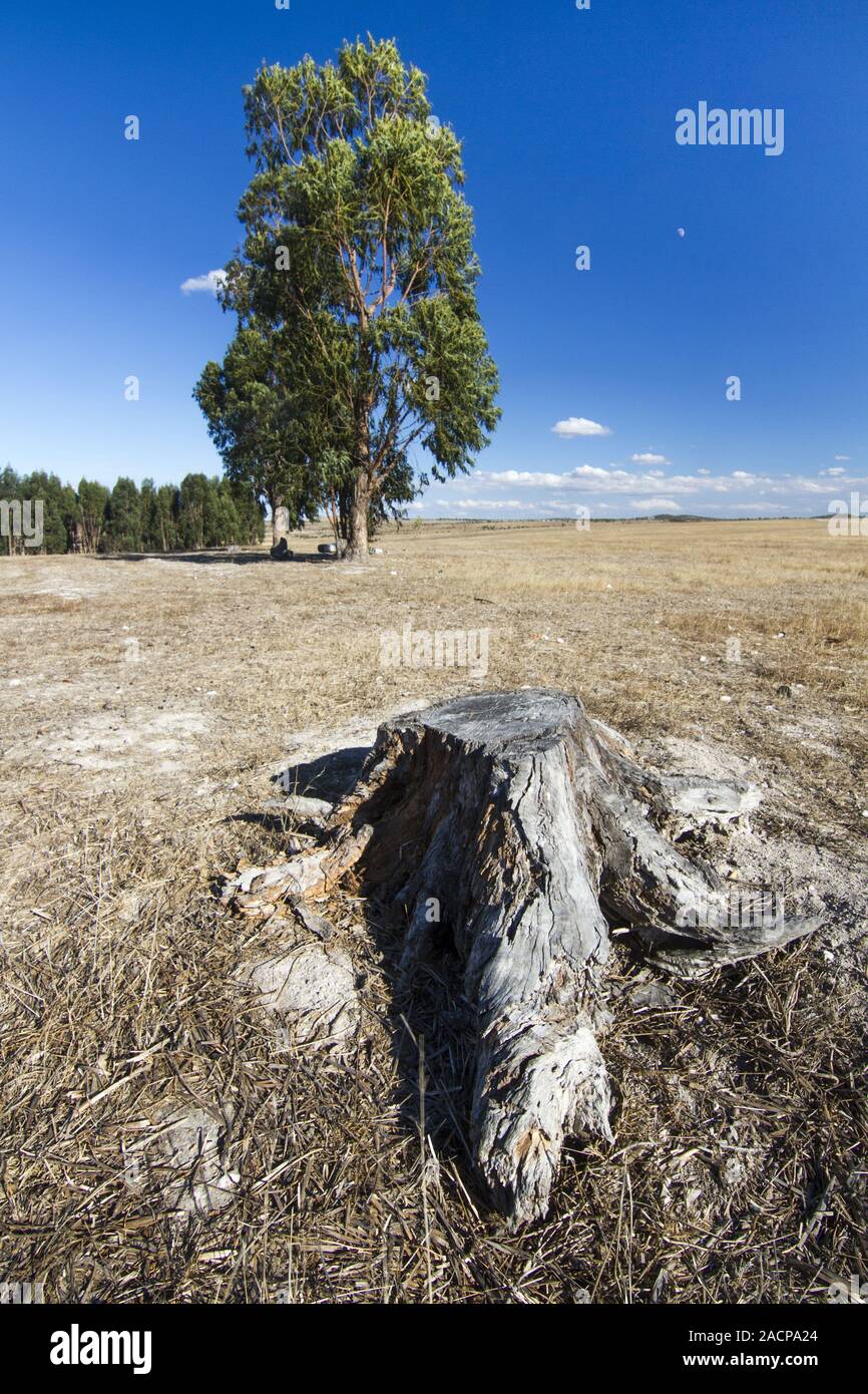 Lonely trees hi-res stock photography and images - Alamy