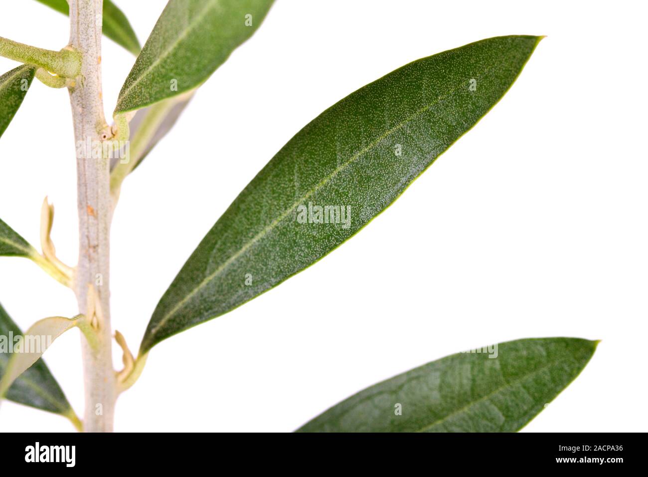 isolated olive tree branch Stock Photo - Alamy