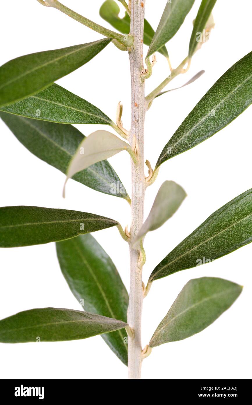 isolated olive tree branch Stock Photo - Alamy