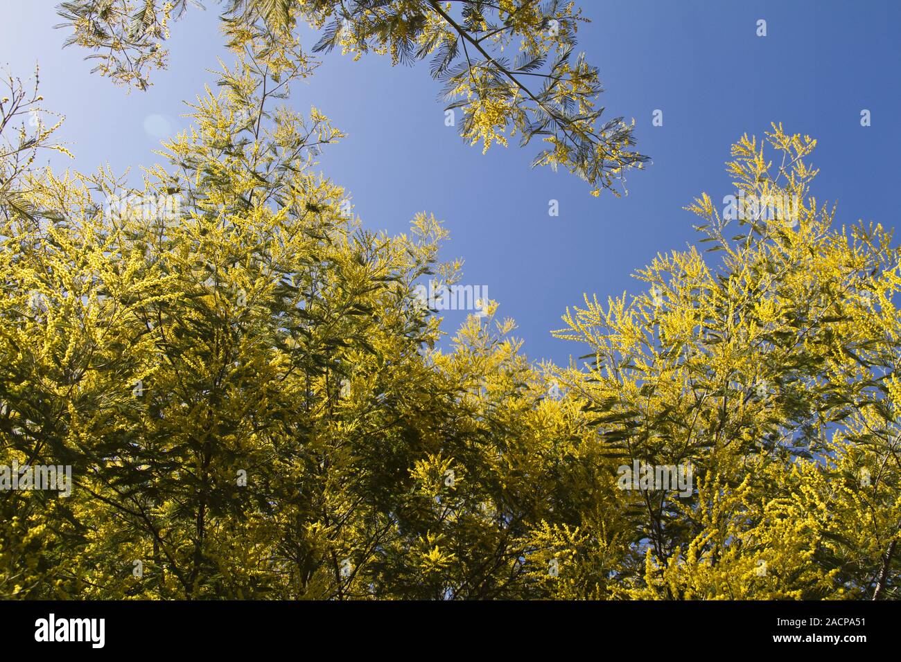 Mimosa trees acacia hi-res stock photography and images - Alamy