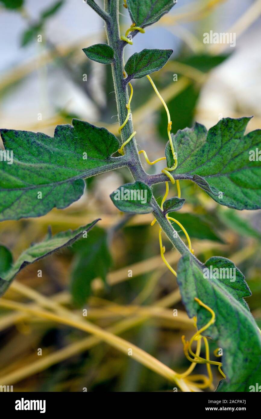 Dodder parasitising a tomato plant. Dodder (Cuscuta sp.) tendril ...