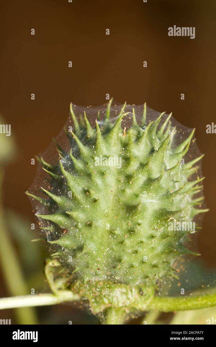 Spider cocoon hi-res stock photography and images - Alamy