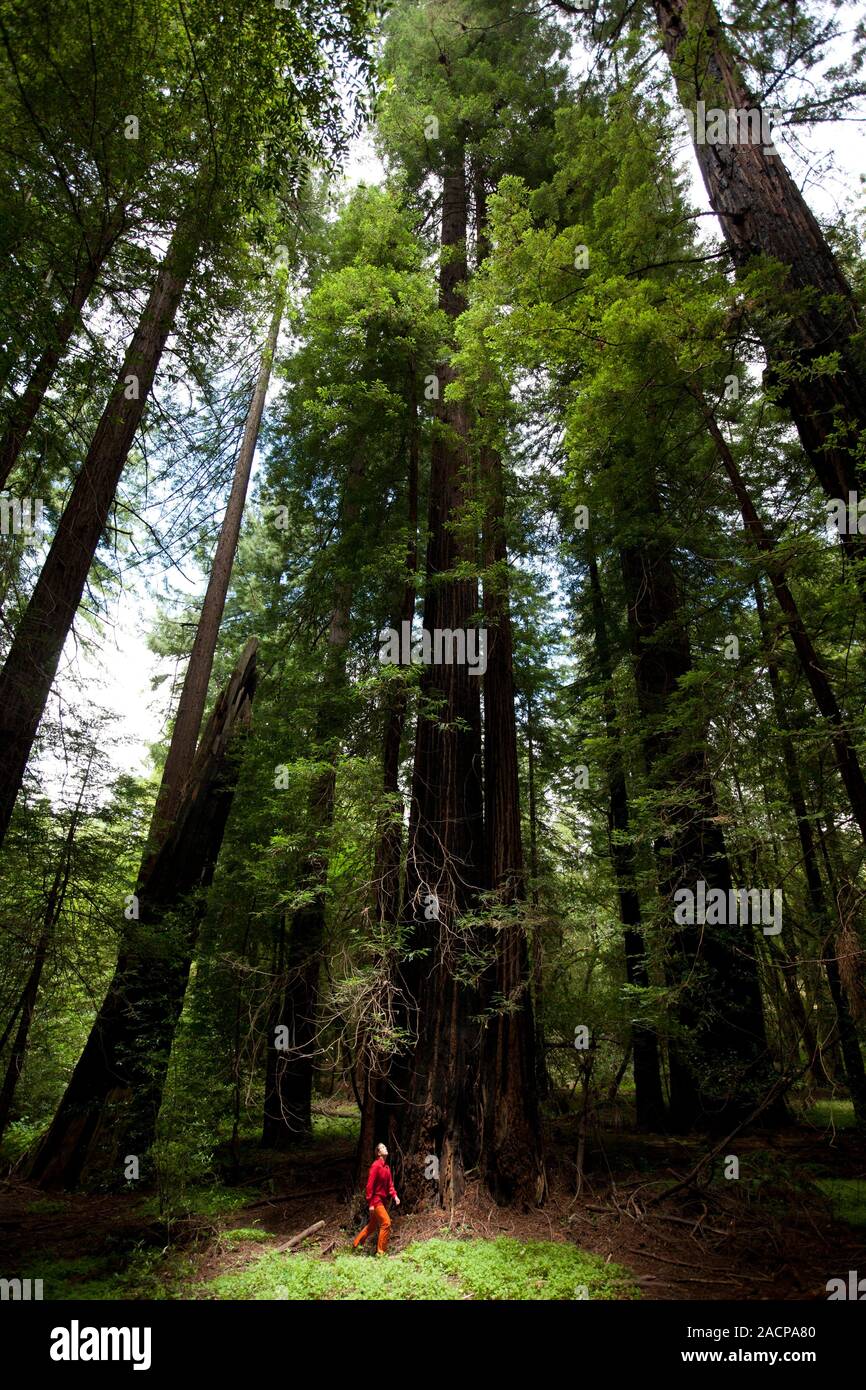 Redwood (subfamily Sequoioideae) forest. Redwoods are the largest and ...