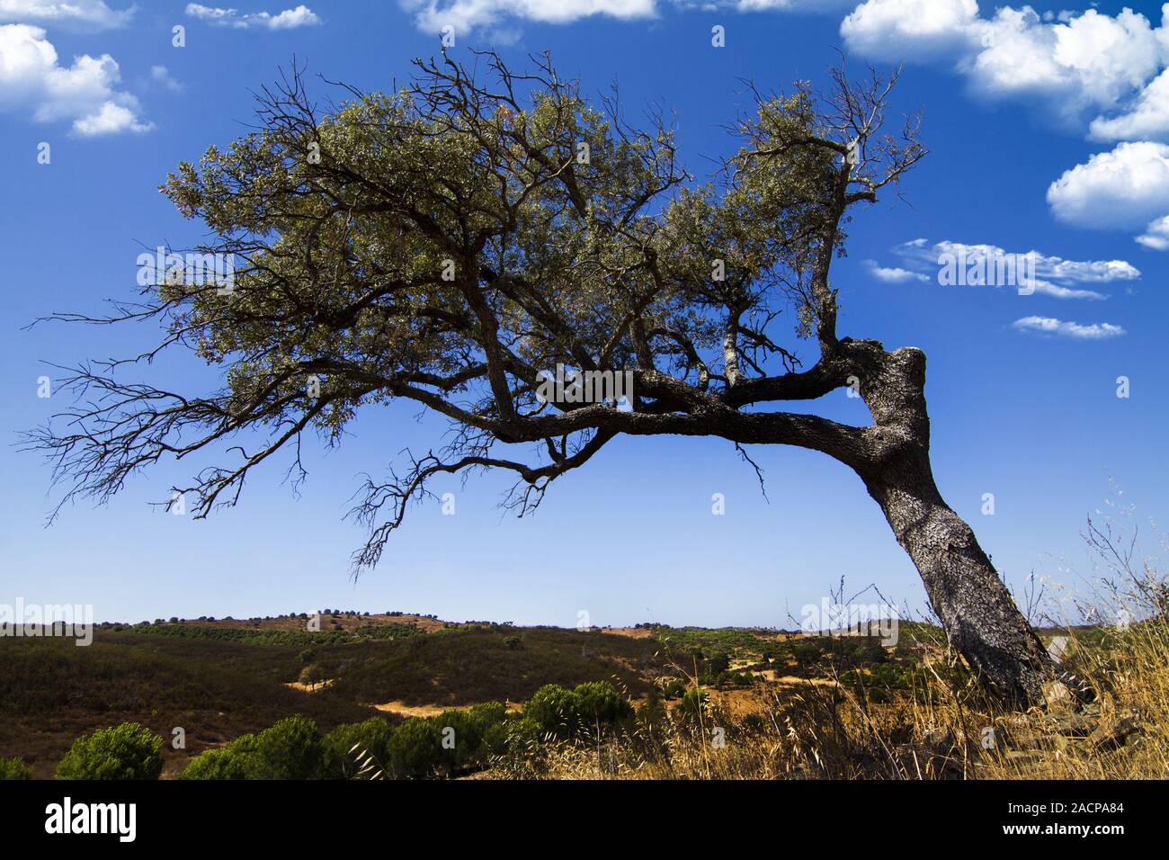 Tilted tree hi-res stock photography and images - Alamy
