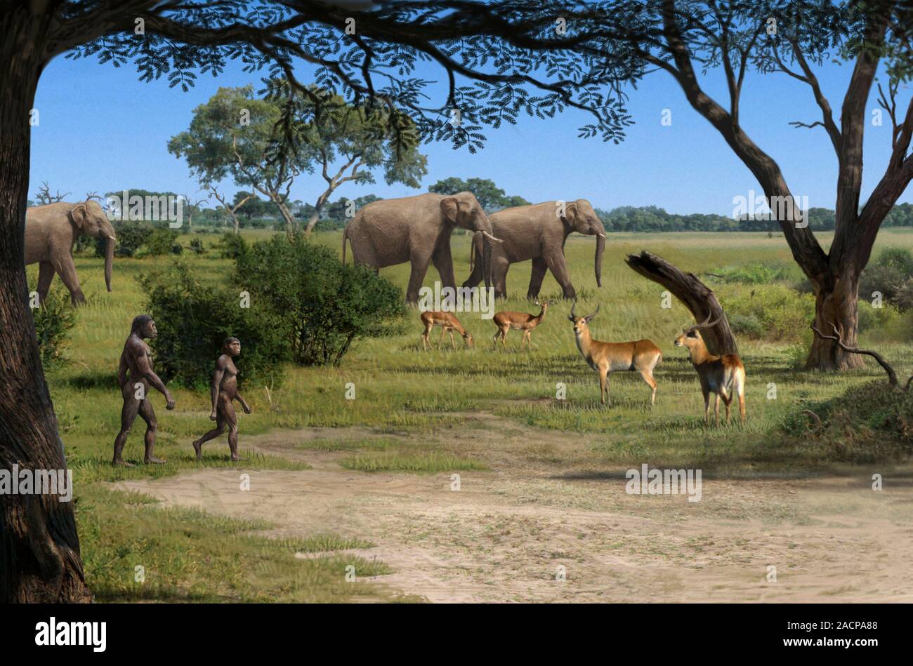 Australopithecus afarensis landscape. Artwork of Australopithecus ...