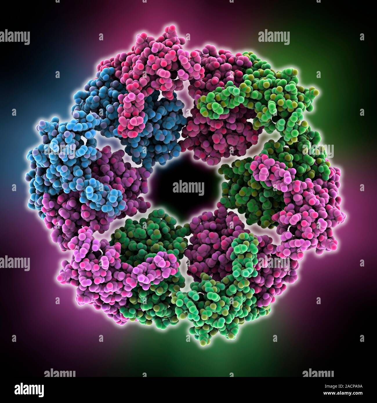 RuBisCO activase enzyme, molecular model. This is RuBisCO activase (Rca ...