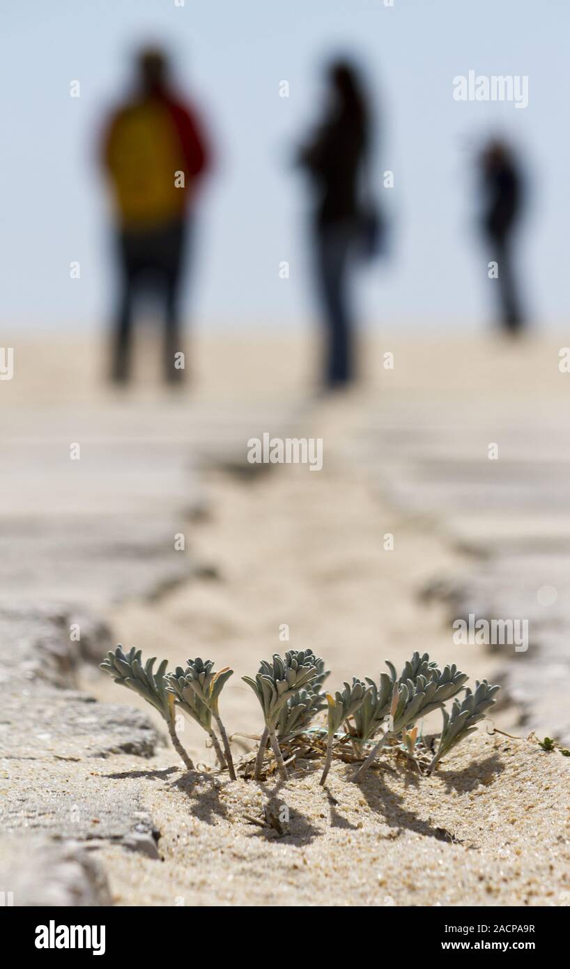beach dune flora Stock Photo - Alamy