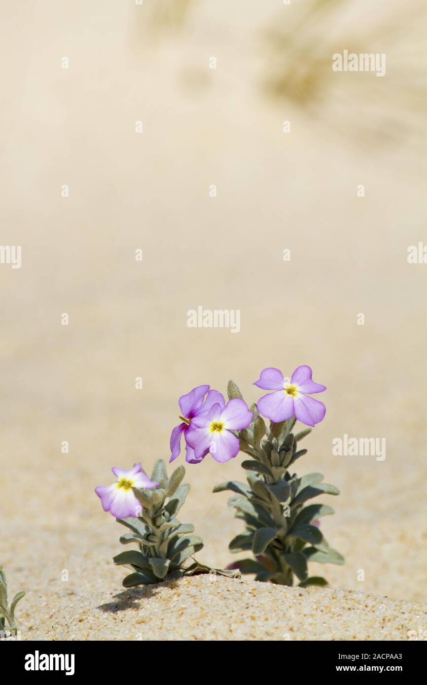 beach dune flora Stock Photo - Alamy