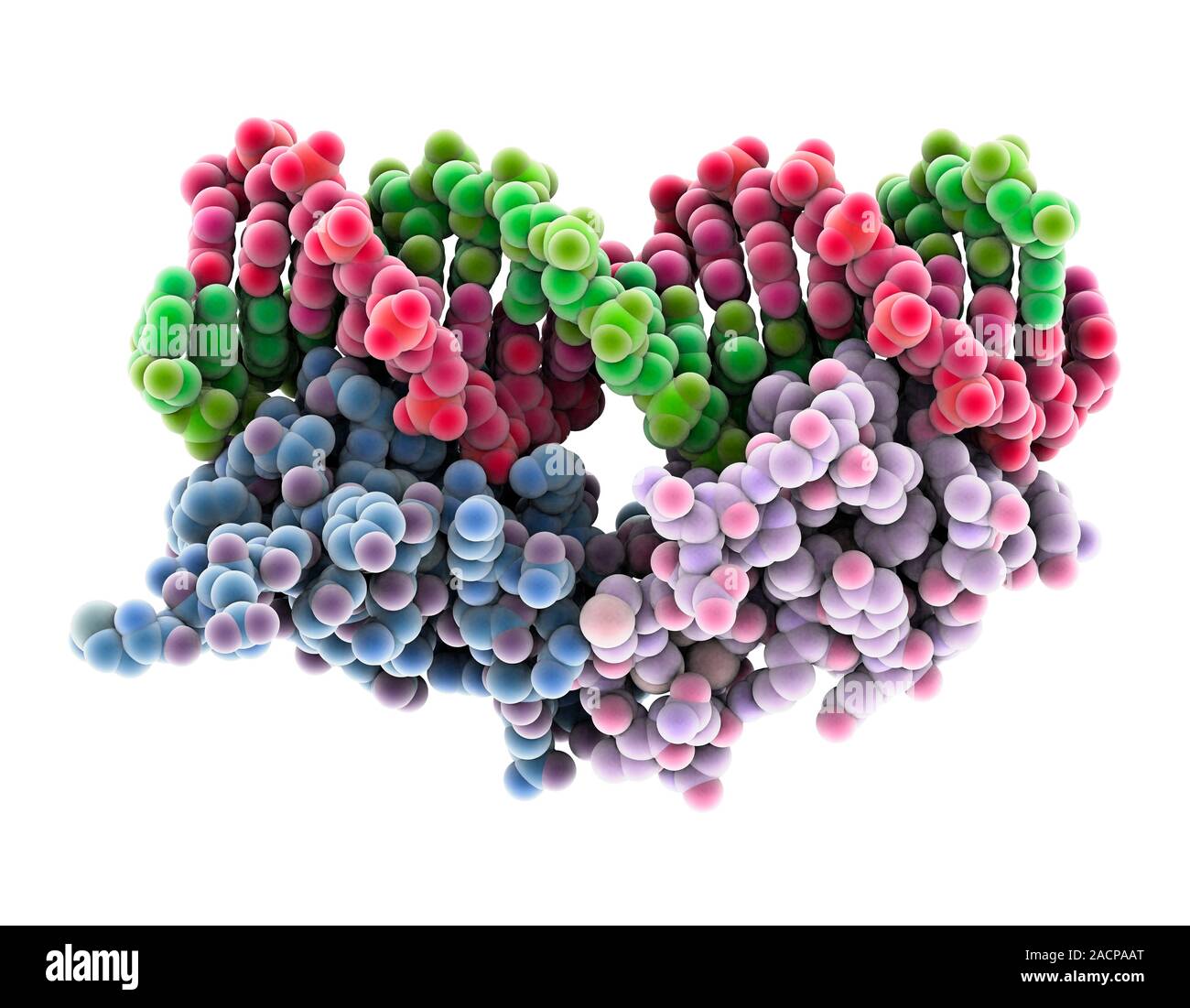 Oestrogen receptor bound to DNA. Molecular model of the DNA-binding ...