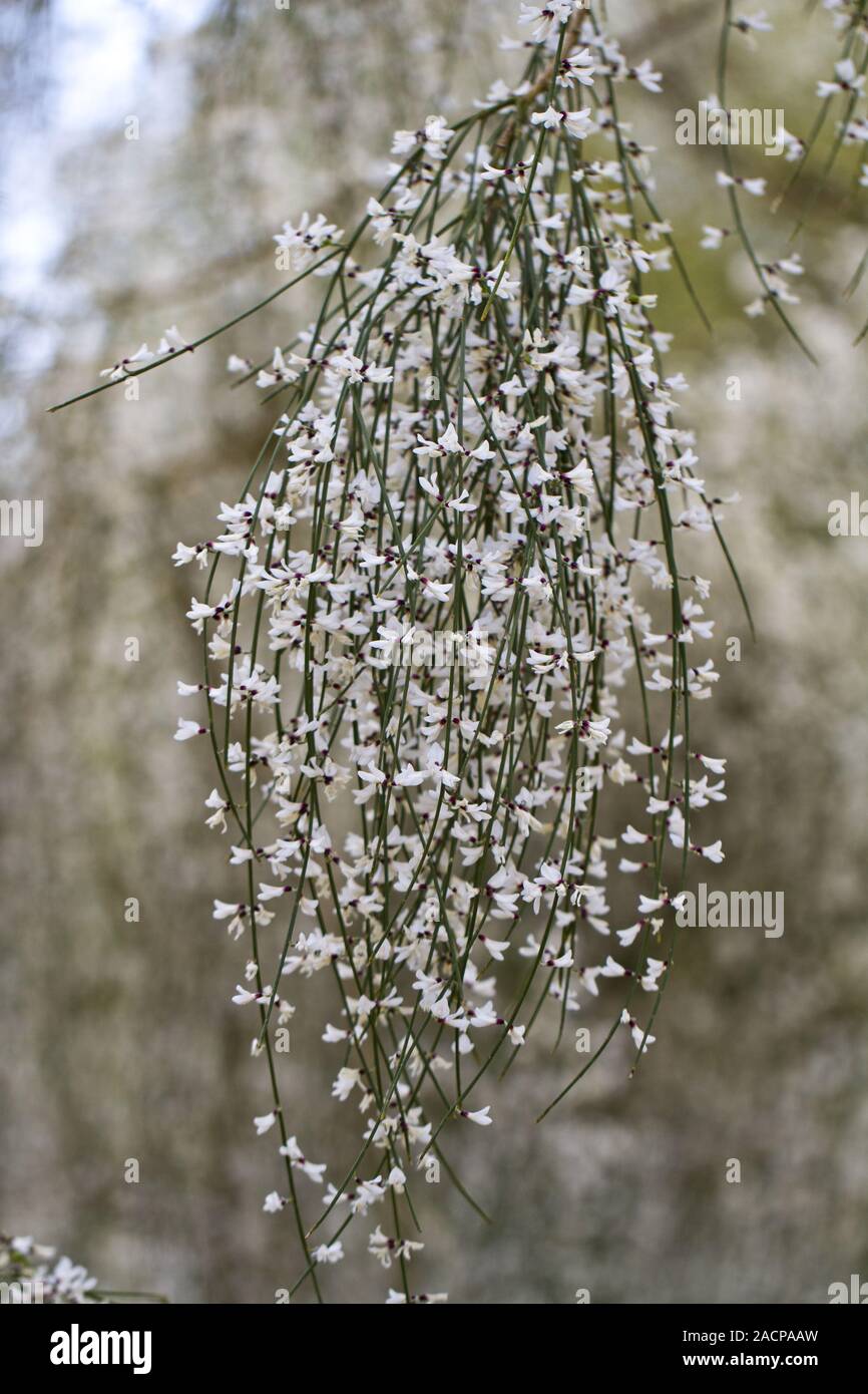Monosperma hi-res stock photography and images - Alamy