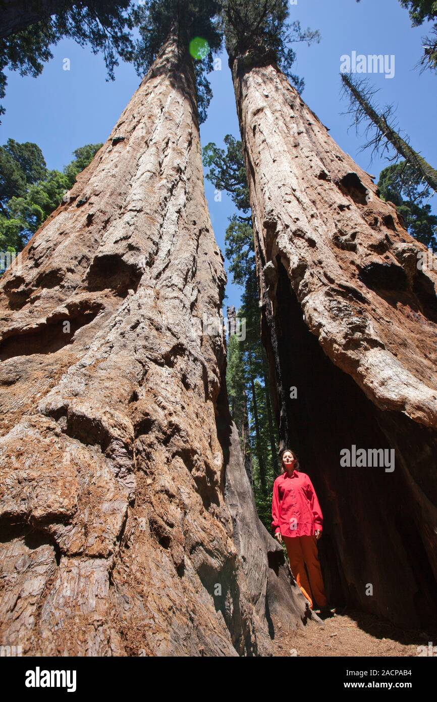 Giant sequoia (Sequoiadendron giganteum) trees. Sequoias are the largest trees in the world and ...