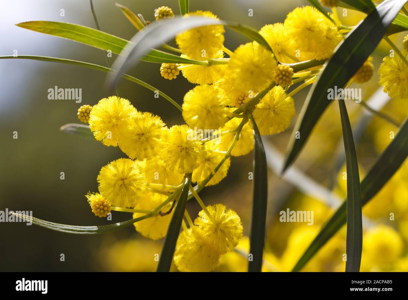 Wattle trees hi-res stock photography and images - Alamy