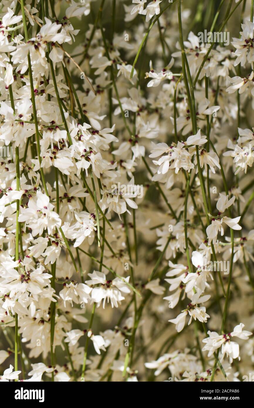 Retama hi-res stock photography and images - Alamy